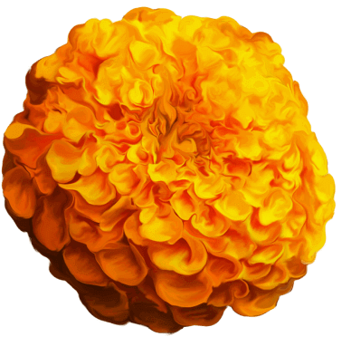 La Experiencia Multisensorial | Victoria Cempasúchil